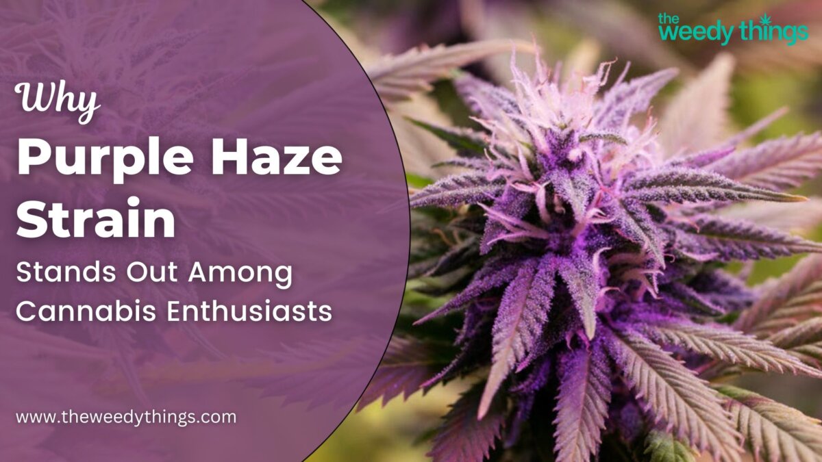 Why Purple Haze Strain Stands Out Among Cannabis Enthusiasts