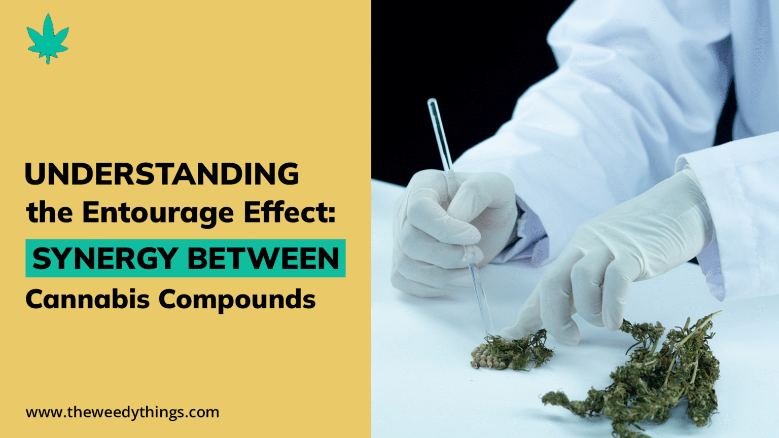 Understanding the Entourage Effect: How Cannabis Compounds Work Together